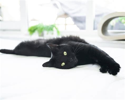 How To Get Pee Out Of A Mattress — 5 Steps To Refresh