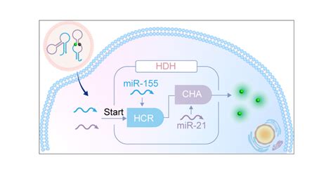 Miniature Hierarchical Dna Hybridization Circuit For Amplified Multiplexed Microrna Imaging
