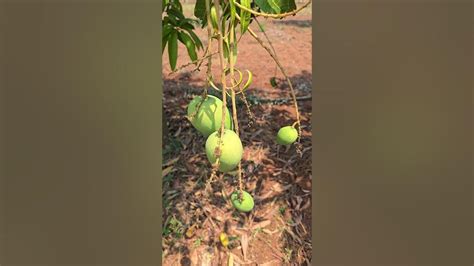 Mango 🥭 Farm మామిడి 🥭 తోట Youtube