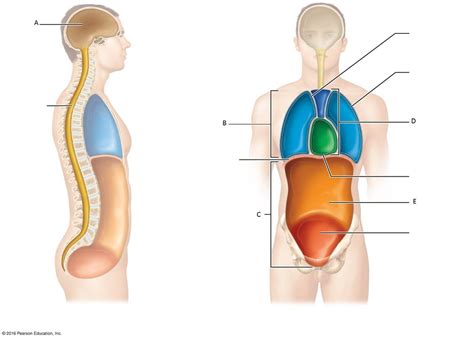 Body Cavities Membranes Diagram Quizlet
