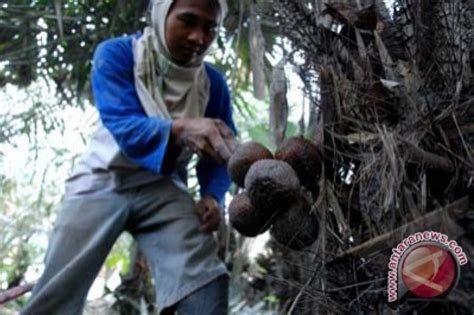 Uny Kembangkan Sandal Terapi Rematik Biji Salak Antara News
