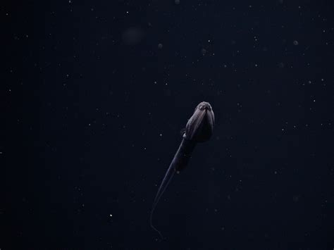 Whiptail Gulper Eel • Mbari