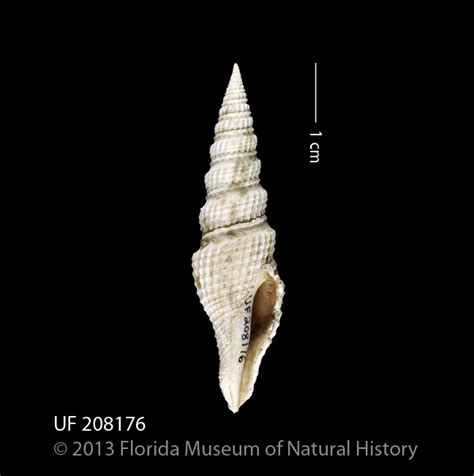 Fossil Friday 1 22 16 A Turrid Snail Panama Canal Project Pcp Pire