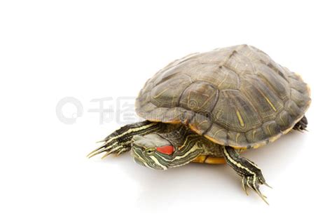 白色高清图片 红耳彩龟 红耳彩龟图片免费下载 5143318661 千图网pro