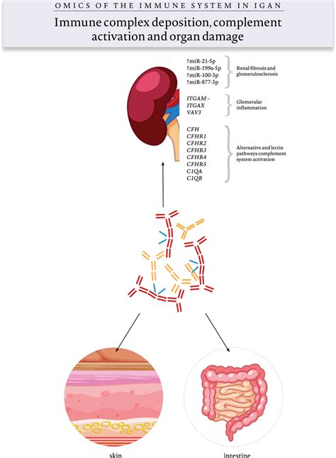 Omics And Immune Complex Deposition Complement Activation And Organ Download Scientific