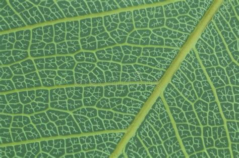 Leaf Stock Image Image Of Black Environment Park 102801371