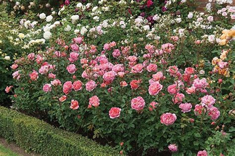 Английская роза (85 фото): виды и сорта, уход, выращивание