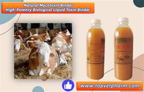 What Are The Symptoms Of Mold Toxicity In Dairy Cows And What Is The