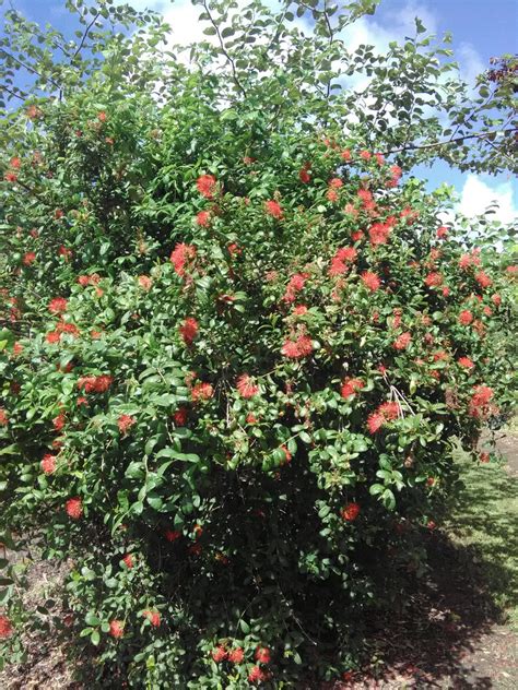 Combretum Constrictum Thailand Powderpuff1 Richard Lyons Nursery Inc