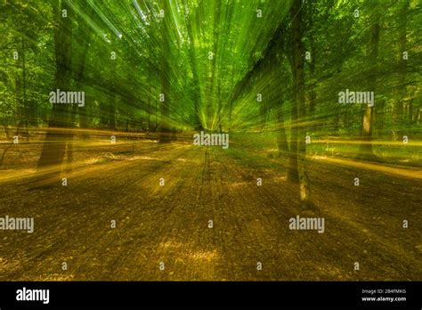 Trees Creatively Photographed With Distortions Hi Res Stock Photography