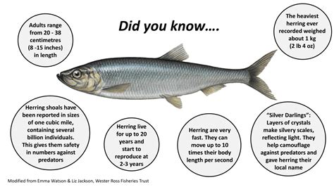 Life History Scottish Herring