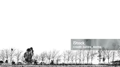 Photo Libre De Droit De Branches Darbre Isolé Sur Fond Blanc Banque D