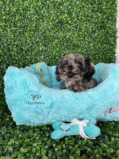Oreo Mini Cockapoo Puppy Tiny Paws