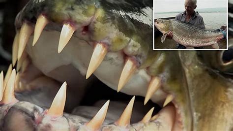Goliath Tiger Fish Attack