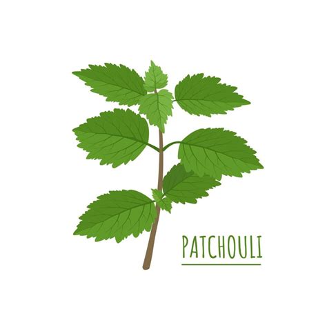 Vector Illustration Patchouli Or Pogostemon Cablin Isolated On White Background 9733134