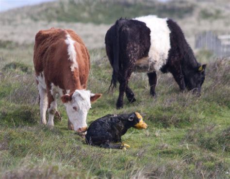 Calf Being Born Walney Wildlife