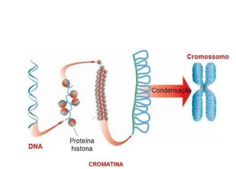 Estrutura Do Nucleossomo