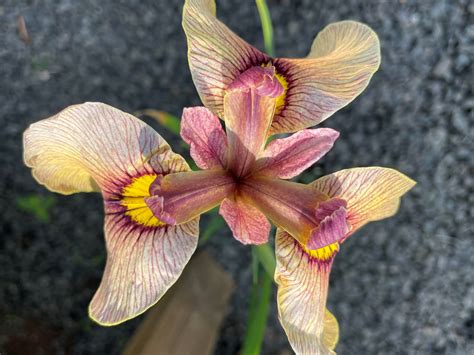 Iris Pseudata Yarai Bunchberry Nurseries