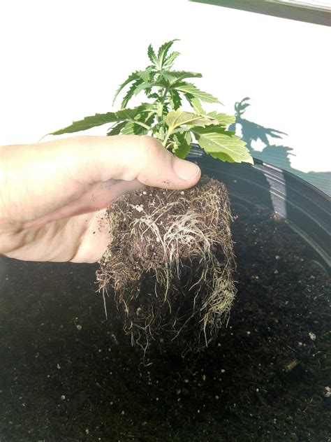 Removing Soil From Root Ball Root Depth In Landscape Roots And Planting Trees Roots