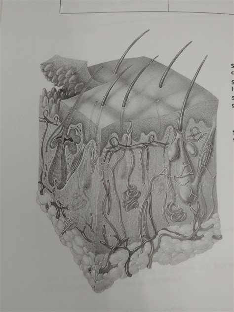 Diagram Of Skin Subcutaneous Layer Quizlet