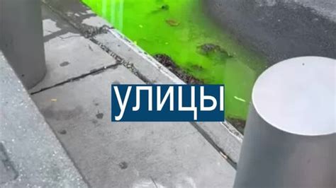 Короче, новости | Нью-Йорк топит неизвестная зеленая слизь | Дзен