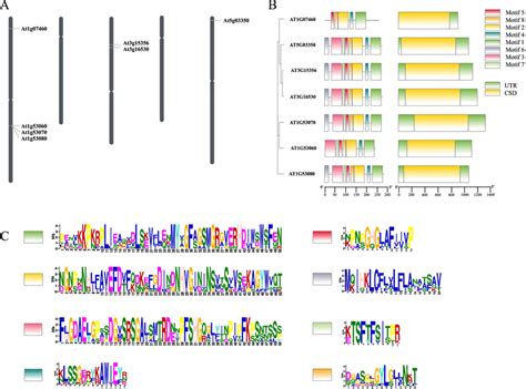 Chromosomal Localization Sequence Analysis And Phylogenetic Download Scientific Diagram
