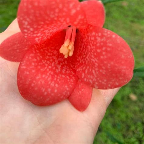 Lapageria Rosea