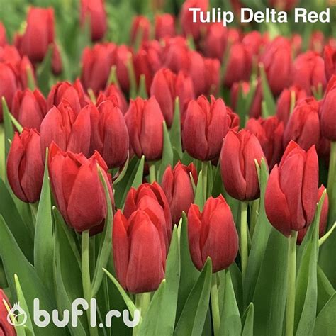 Tulip Delta Red авторское фото BUFL RU