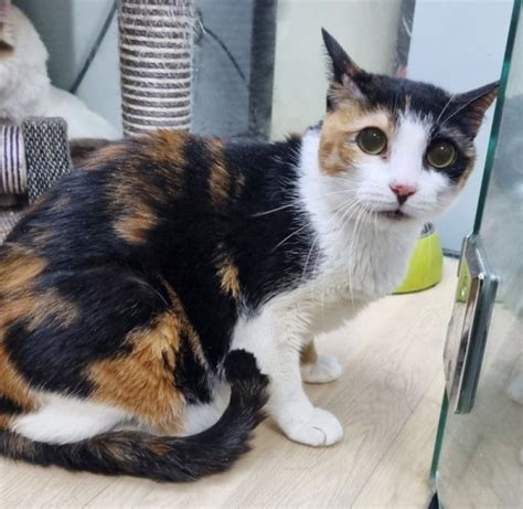 코리안숏헤어그윽 고양이무료분양 강아지파양 고양이파양 강아지무료분양 고양이무료분양 컴투쉘터