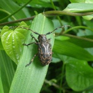 ゴマフカミキリ Machi Eco まちエコ