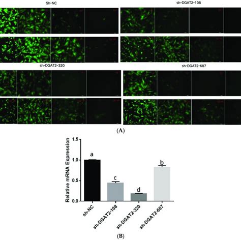 Dgat2 Knockdown Affected The Expression Of Adipose Differentiation A