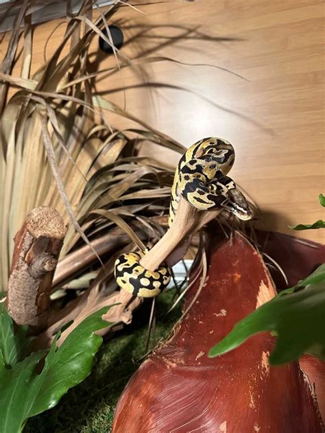 Ball Python Care Sheet Reptiles Magazine