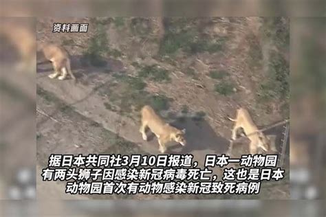 日本首现动物园狮子感染新冠死亡疑被饲养员传染