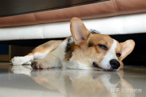 柯基生病前的六个征兆，铲屎官要留意！ 知乎