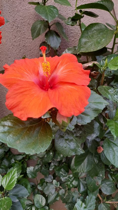 Vermelho Hibisco Flor Foto Gratuita No Pixabay Pixabay