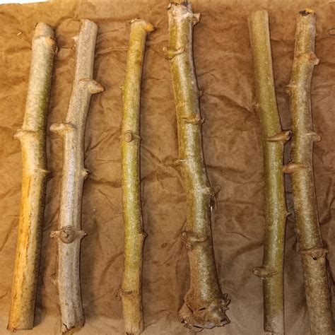 5x Cuttings Sweet Yuca Cassava Manihot Esculenta Tree Plant Root