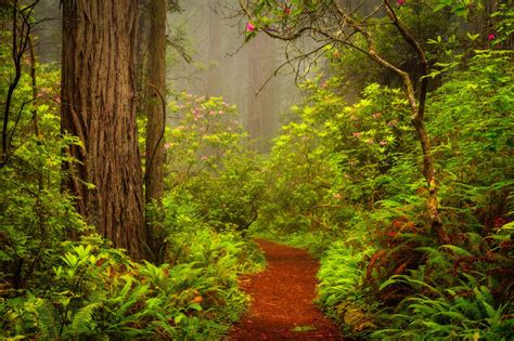 The Complete Guide To Visiting Redwood National Park The Planet D