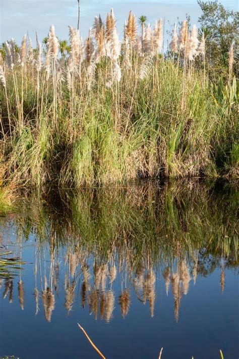 Natures Vegetation In Wetland Stock Image Image Of Tree Seedhead 379594883