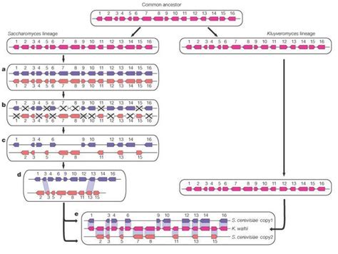 Detecting Ancestral Polyploid Events Paleopolyploidy Genetics