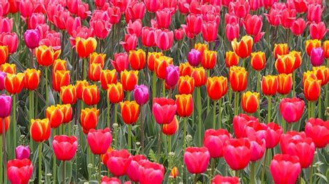 Flores Tulipas Vermelhas Foto Gratuita No Pixabay Pixabay