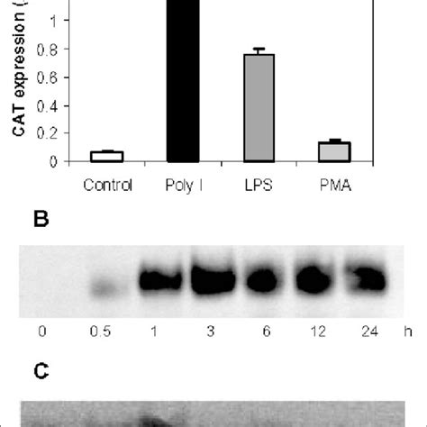 Ap 1 Activation In Raw 2647 Cells A Raw 2647 Cells Were