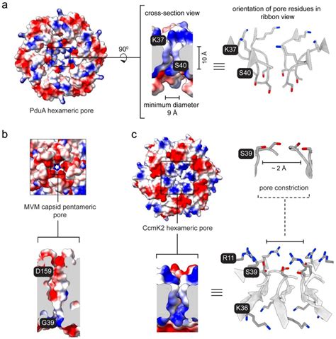 Figure 5 From How Pore Architecture Regulates The Function Of Nanoscale