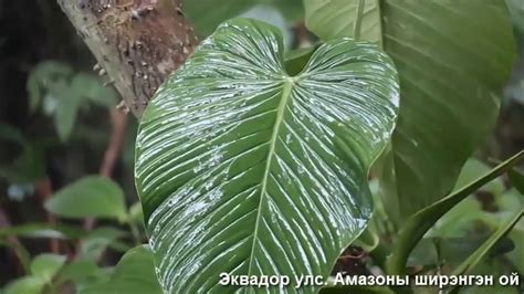 Хур тунадас хэрхэн бий болдог вэ Youtube