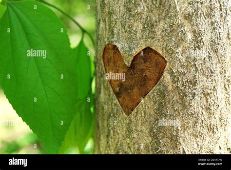 Heart Carved In Tree Close Up Stock Photo Alamy