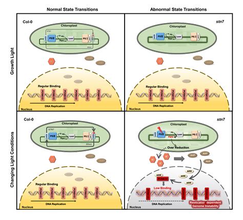 王宏斌 靳红磊团队揭示叶绿体状态转换调控细胞核基因组稳态的分子机制 药用植物生理生态研究所