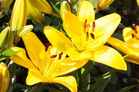 百合花日光叶子园林白昼自然水平画幅绿色无人花