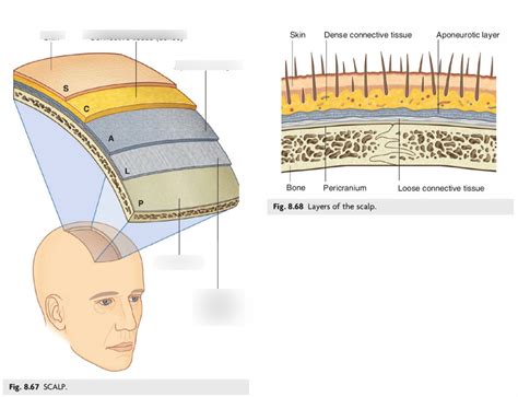Layers Of Scalp Anatomy