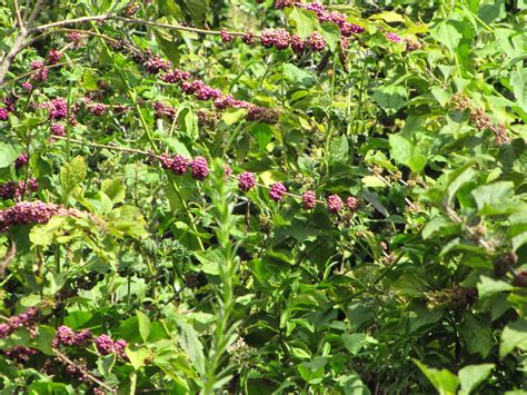 Best Shrubs And Tall Growing Grass For Deer Cover • Advanced Hunter
