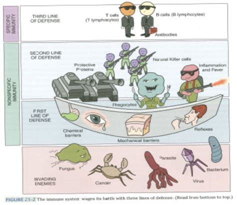 Patho Alterations In Immune Function Flashcards Quizlet