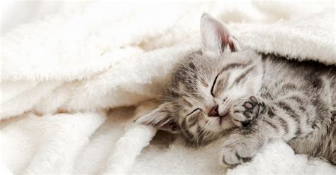 When Do Kittens Open Their Eyes Heres What You Need To Know